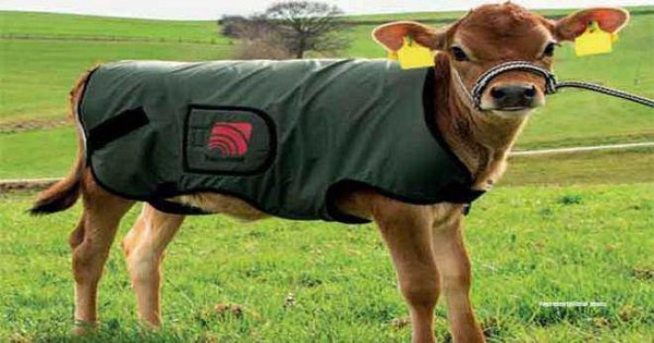 Cows in Ayodhya to get special winter coats