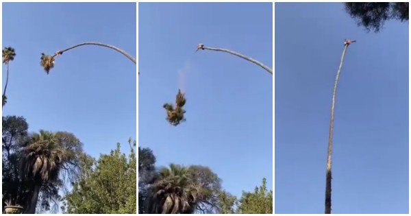 Viral video of a man cutting palm tree while sitting on it.