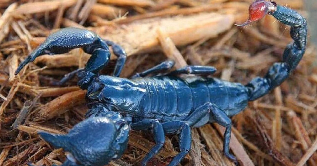 Most Dangerous and expensive Cuban Scorpio: ज़हरीला बिच्छू