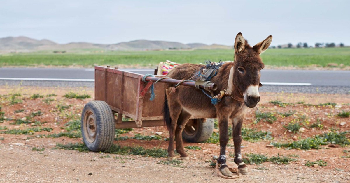 Pakistan records rise in donkey population | पाकिस्तान में बढ़ रही है ...