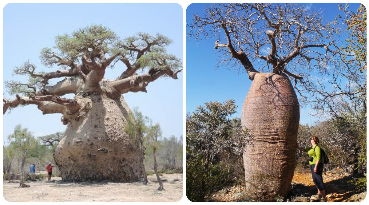 Baobab: The unique tree that can store up to 1.2 lakh liters of water ...