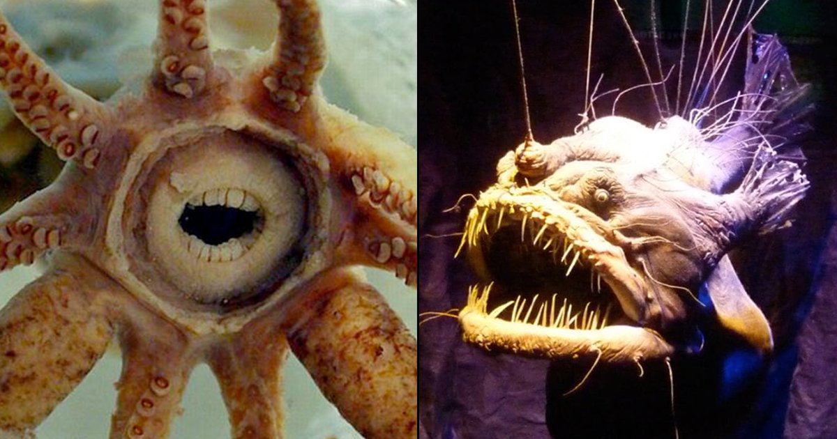 15 most Weird Animals on Earth | धरती पर मौजूद विचित्र जीव