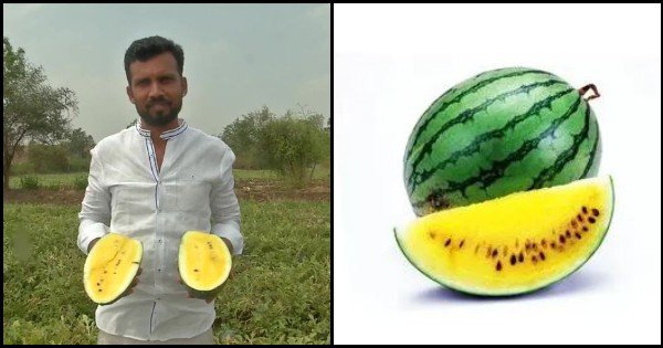 karnataka man grew yellow watermelon scientifically