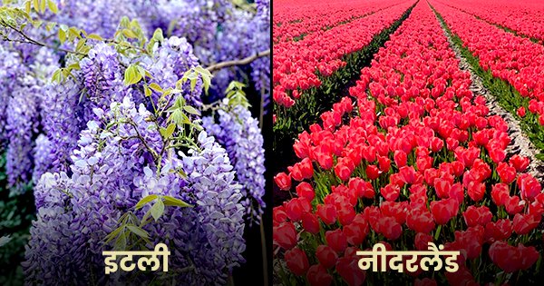 23 pictures of spring flowers. वसंत ऋतु के फूलों की 23 तस्वीरें.
