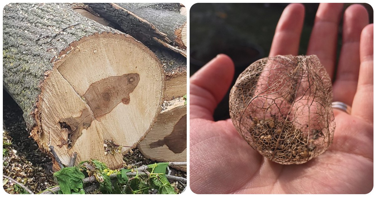 18 Mysterious Nature Images | प्रकृति की सबसे अद्भुत और रहस्यमयी तस्वीरें