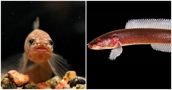 A new species of fish Aenigmachanna gollum discovered in Kerala.