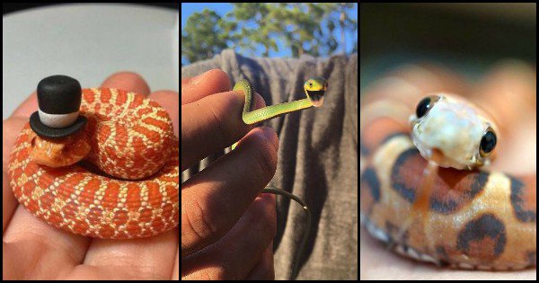 Cute pictures of snakes. सांप के 20 क्यूट फ़ोटोज़