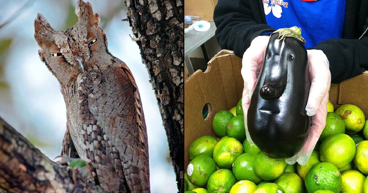 15 Amazing and Weird Thing Found in Nature | प्रकृति के अद्भुत रूप
