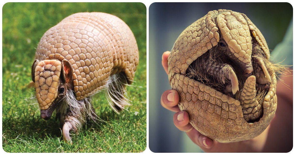 Armadillo the world's only bullet proof animal