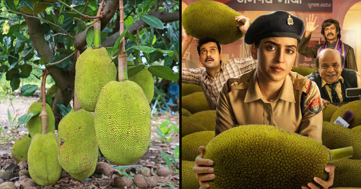 Kathal Movie And Uncle Hong Jackfruit Story