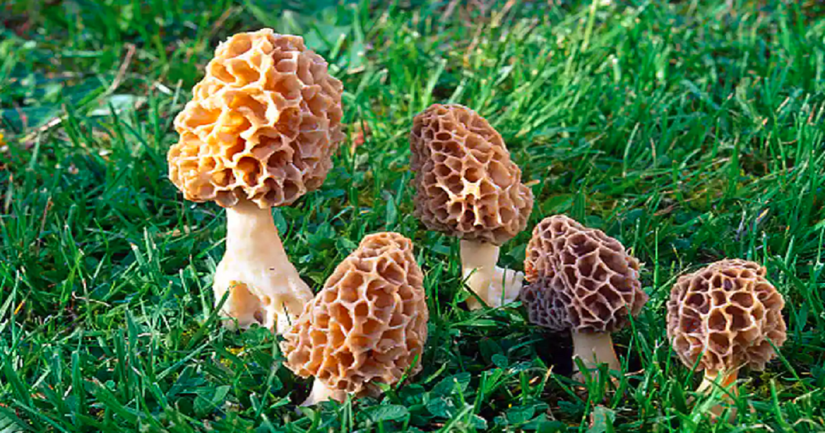 हिमाचल के जंगलों में मिलता है दुनिया का सबसे महंगा मशरूम, इसकी 1Kg की ...