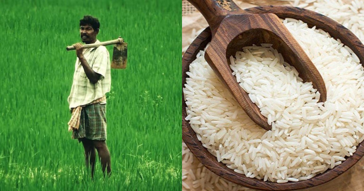 बिहार के किसानों के लिए ख़ुशख़बरी, ख़ास फ़सल मर्चा धान को मिला GI टैग ...